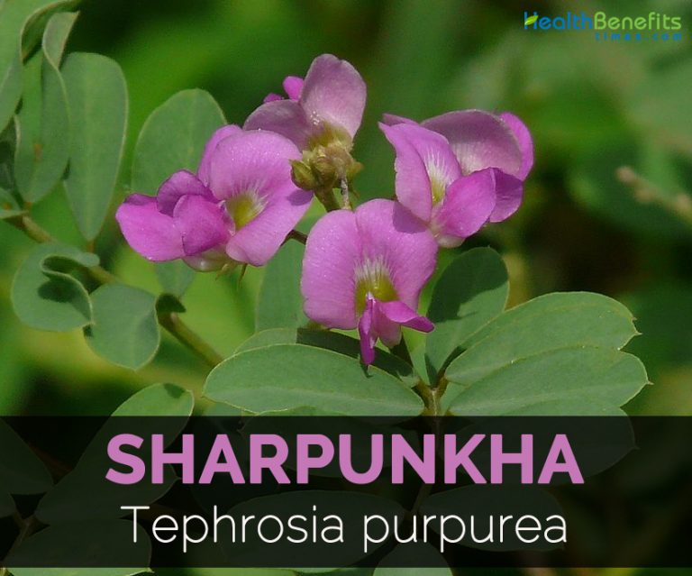 Health Benefits of Sharpunkha (Tephrosia purpurea) - Health Benefits
