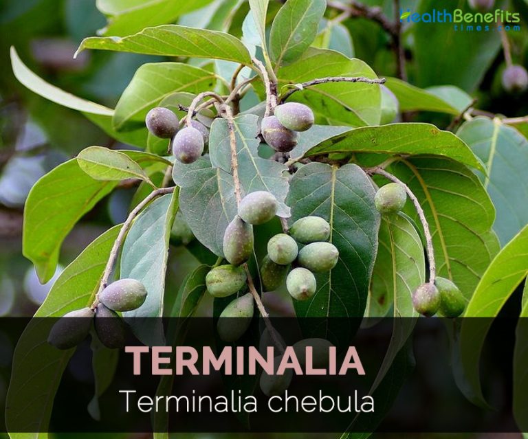 Health Benefits of Terminalia (Terminalia chebula) - Health Benefits