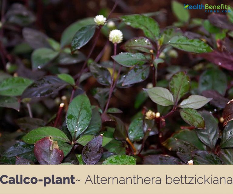 Facts about Calico Plant - Health Benefits