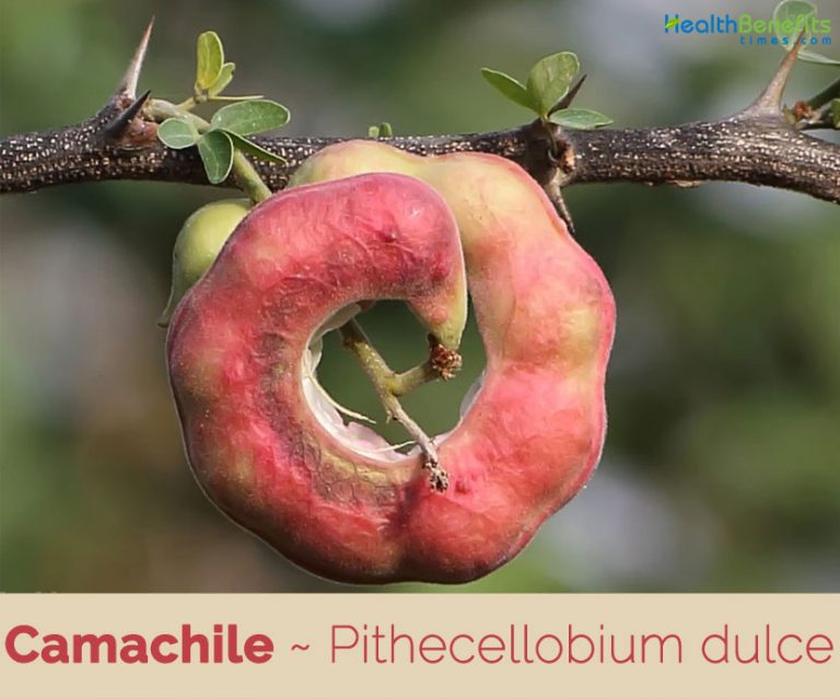Facts about Camachile - Health Benefits