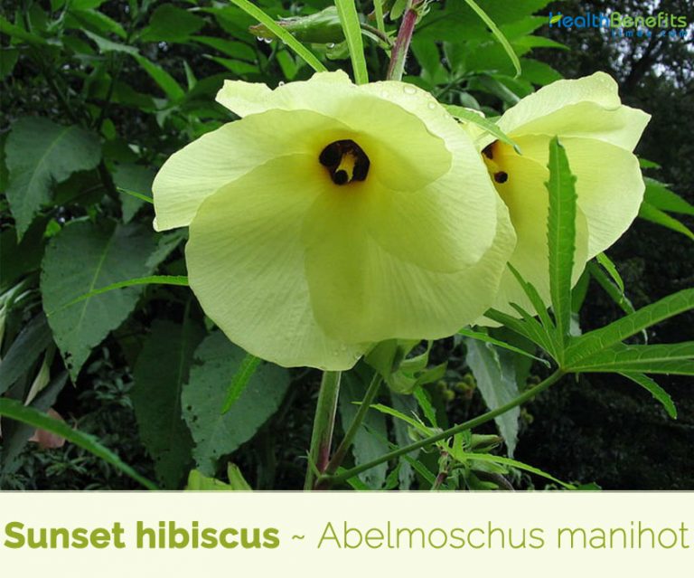 Facts about Sunset Hibiscus - Health Benefits