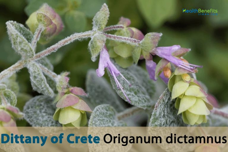 Health benefits of Dittany of Crete - Health Benefits