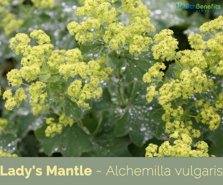 Health benefits of Lady's Mantle - Health Benefits