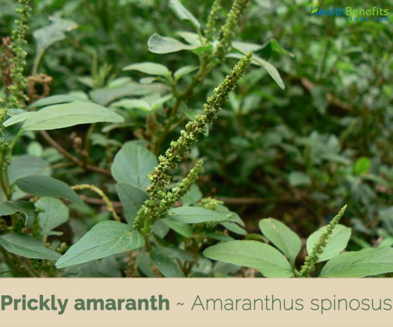 Health benefits of Prickly amaranth - Health Benefits