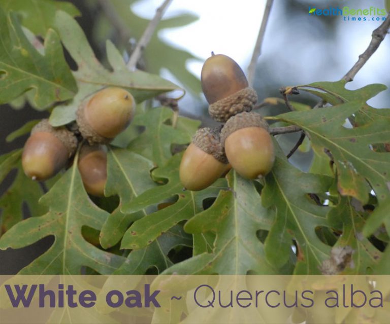 White Oak Facts And Health Benefits white-oak-facts-and-health-benefits