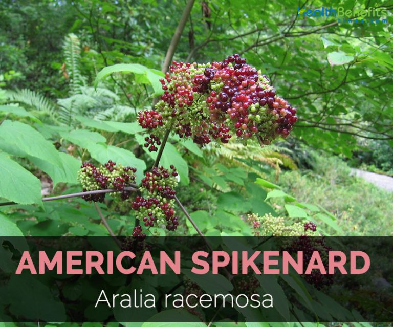 Facts and benefits of American spikenard - Health Benefits