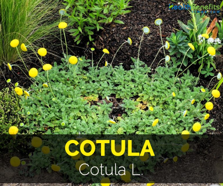 Facts and Benefits of Cotula - Health Benefits