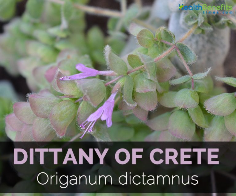Dittany of Crete Facts and Health Benefits
