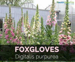 Health Benefits of Foxgloves - Health Benefits