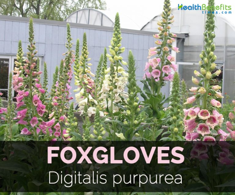 Health Benefits of Foxgloves - Health Benefits