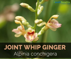 Facts about the Joint-whip Ginger - Health Benefits