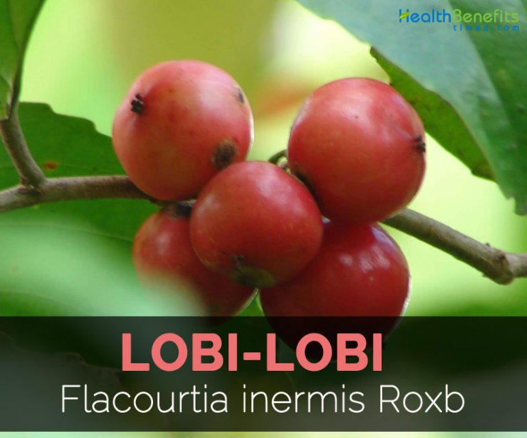 Lobi-Lobi (Louvi plum) - Health Benefits