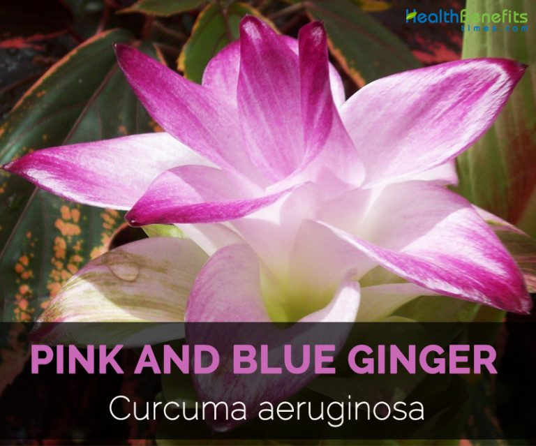 Health Benefits of Pink and blue ginger - Health Benefits