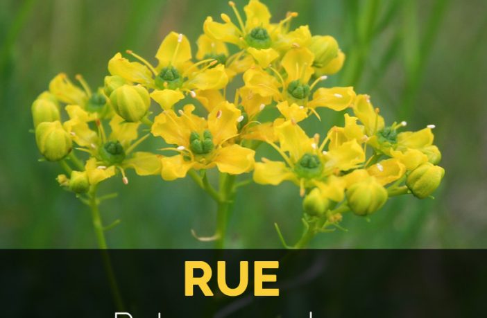 Rue Plant Uses