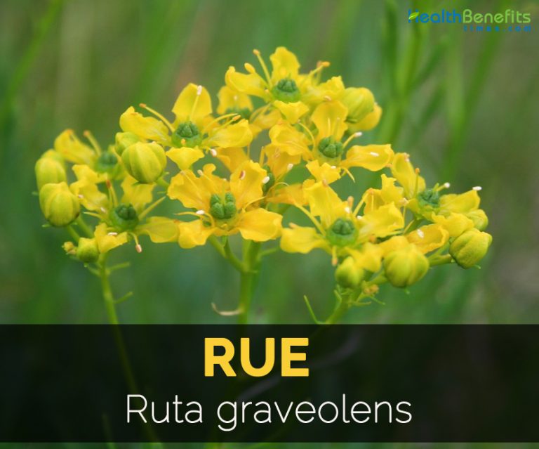 Rue health benefits - Health Benefits