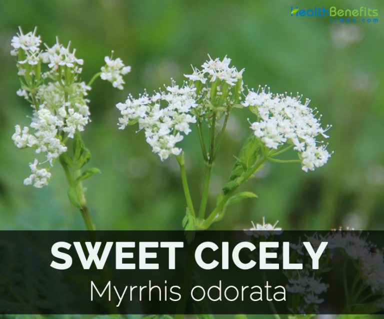 Facts and Benefits of Sweet cicely - Health Benefits