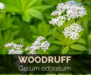 Health Benefits of Woodruff - Galium odoratum - Health Benefits