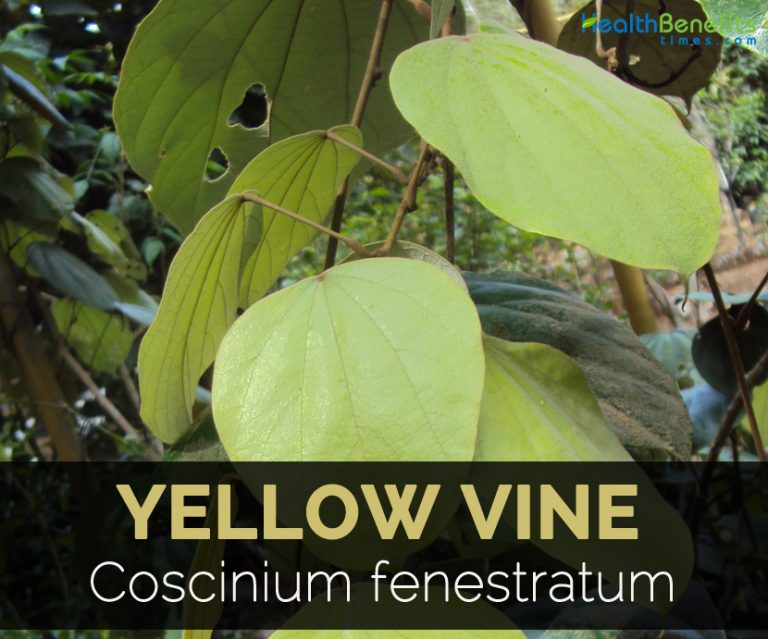 Facts and Benefits of Yellow Vine - Health Benefits