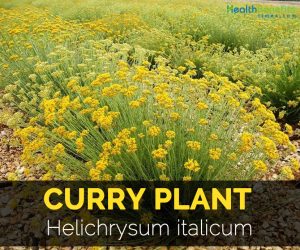 Health Benefits of Curry plant - Health Benefits