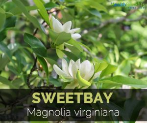 Facts about the Sweetbay - Health Benefits
