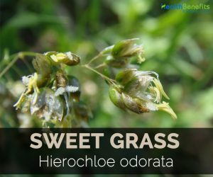 Health Benefits of Sweet Grass - Health Benefits