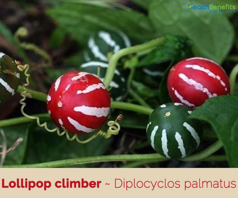 Facts about Lollipop Climber - Health Benefits