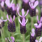 Health benefits of Lavender - Health Benefits