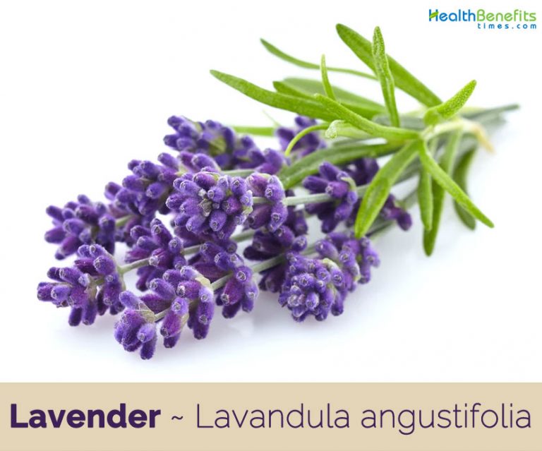 Health benefits of Lavender - Health Benefits