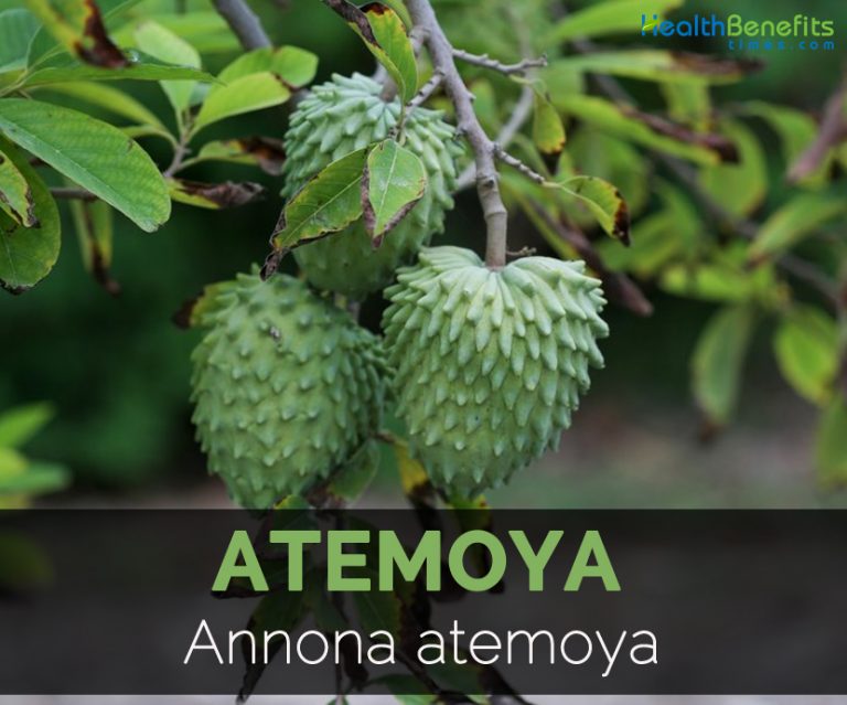 Know about Atemoya - Health Benefits
