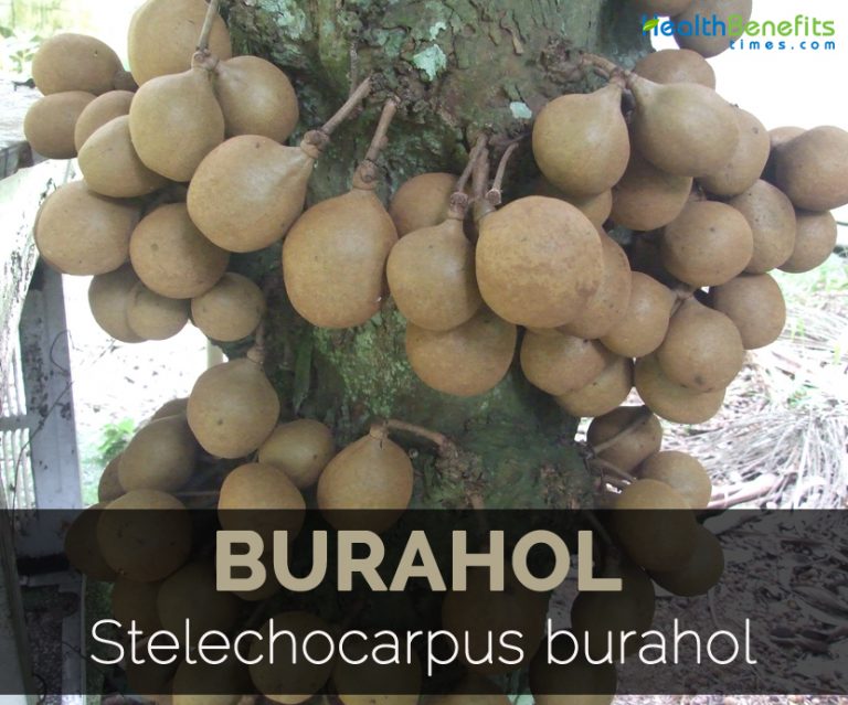 Facts and health benefits of Burahol - Health Benefits