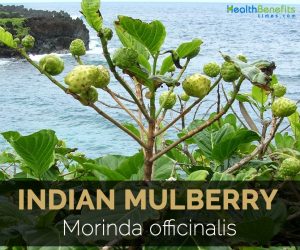 Health Benefits of Indian Mulberry - Health Benefits