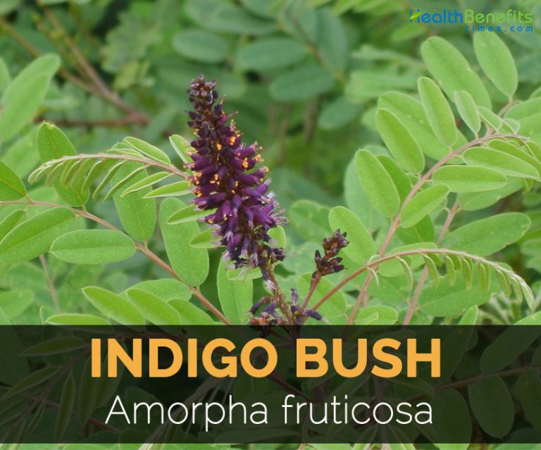 Indigo Bush-Amorpha fruticosa - Health Benefits