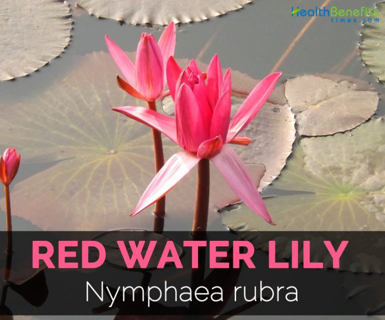 Red Water Lily Facts - Health Benefits