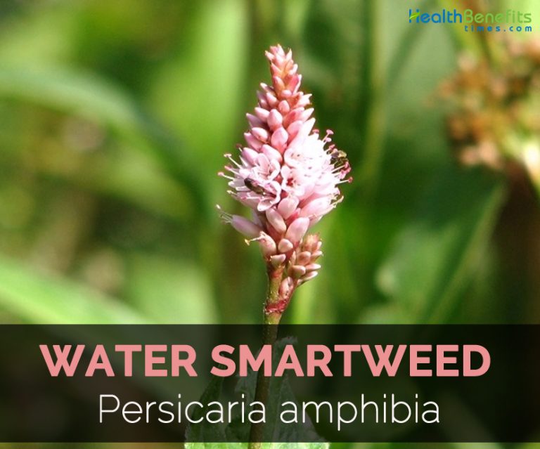 Water smartweed - Health Benefits