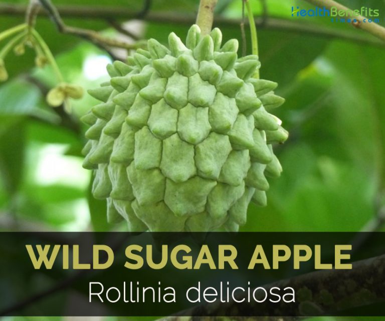 All about Wild Sugar Apple - Health Benefits