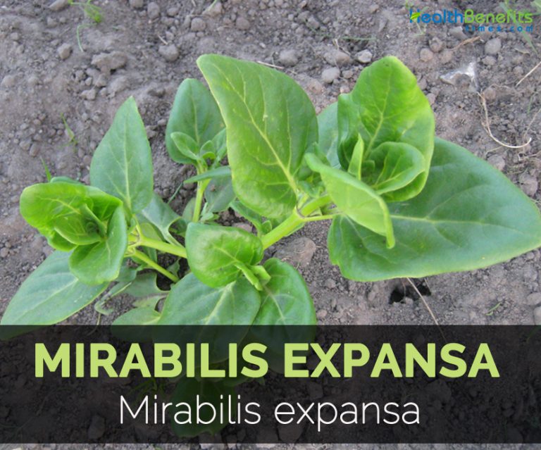 Health Benefits of Mirabilis expansa - Health Benefits