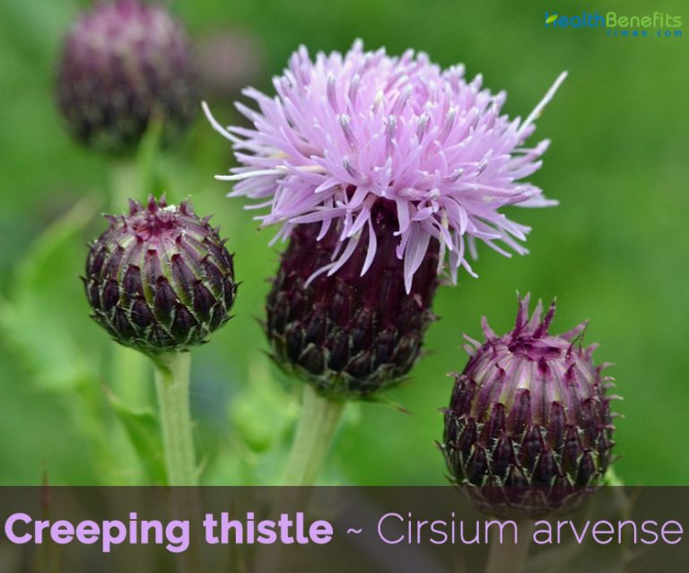 Facts about Creeping thistle - Health Benefits