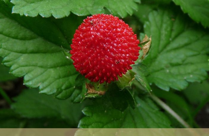 False Strawberry