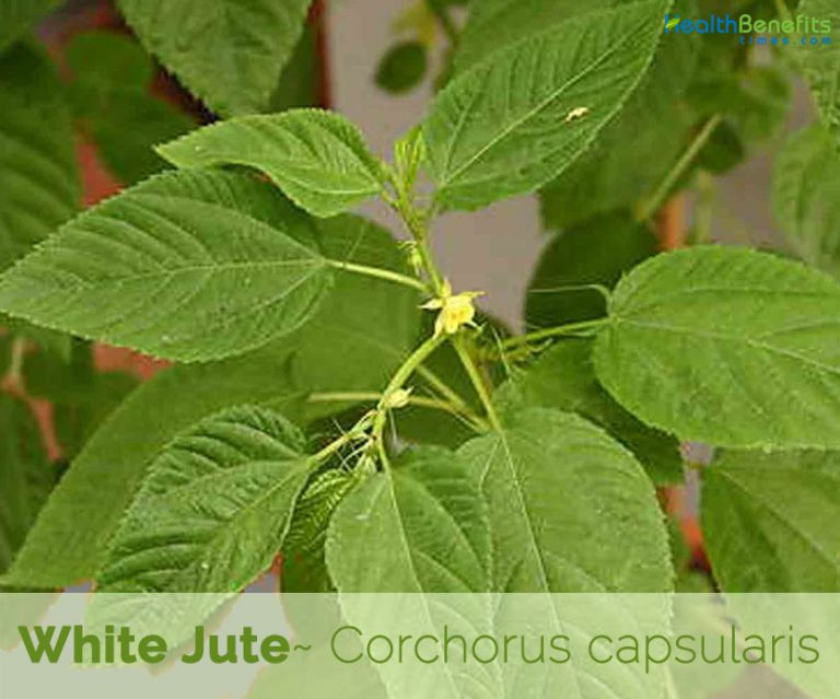 Facts about White Jute - Health Benefits