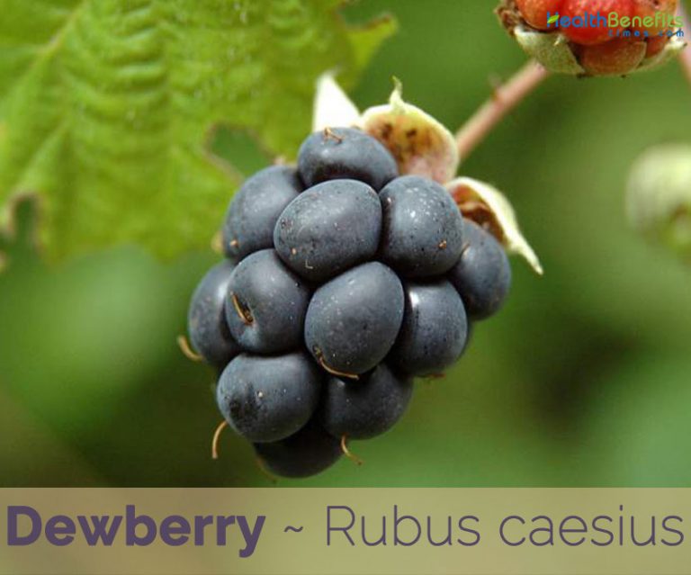 Health Benefits of Dewberry - Health Benefits