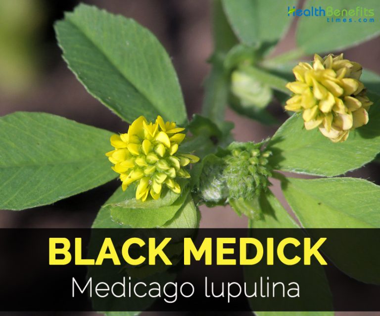 Black Medick - Health Benefits
