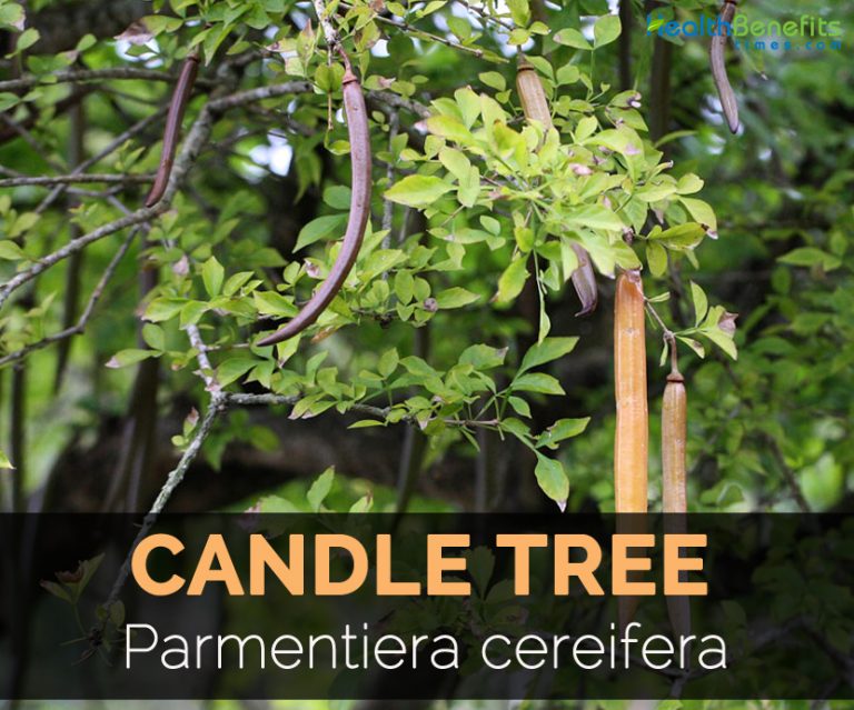 Know about the Candle Tree - Health Benefits