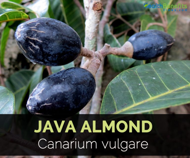 Know about the Java Almond - Health Benefits
