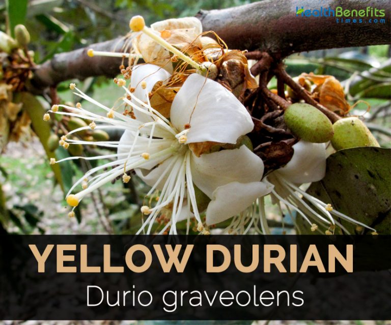Know about Yellow Durian - Health Benefits
