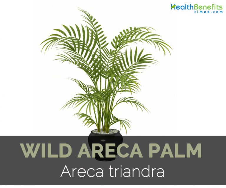 Know about the Wild Areca Palm - Health Benefits
