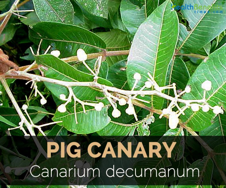 Know about the Pig Canary - Health Benefits