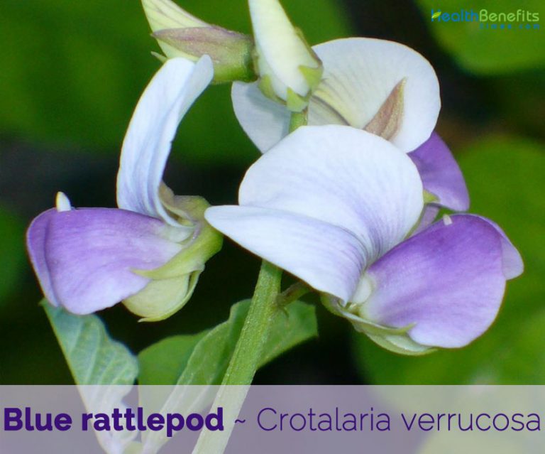 Facts about Blue Rattlepod - Health Benefits