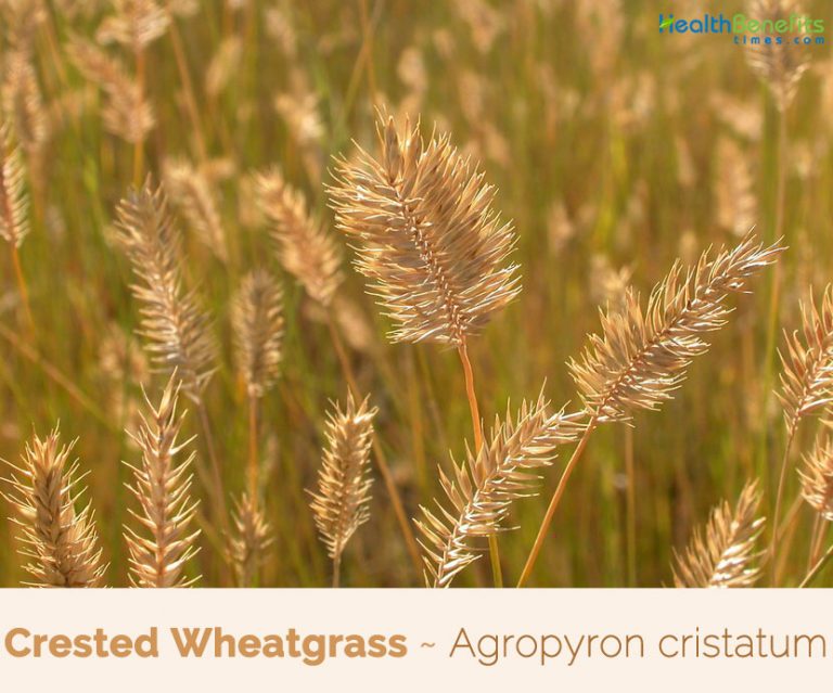 Facts about Crested Wheatgrass - Health Benefits