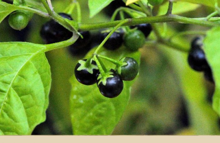 Nightshade Leaves
