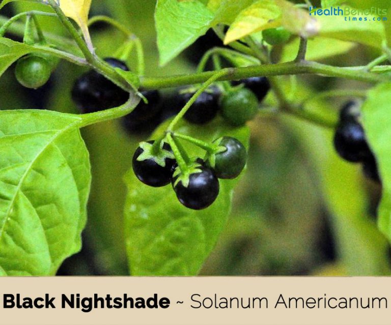 Health benefits of Black Nightshade - Health Benefits